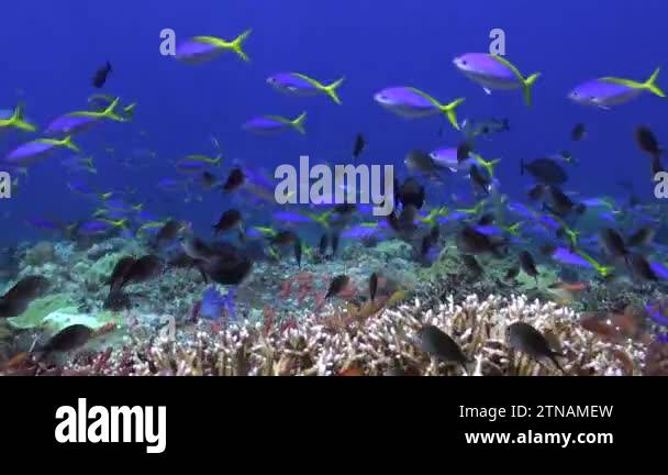 Spectacular view: identical fish with yellow fins on an underwater ...
