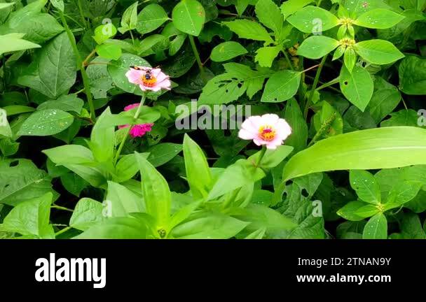 Moth juice Stock Videos & Footage - HD and 4K Video Clips - Alamy
