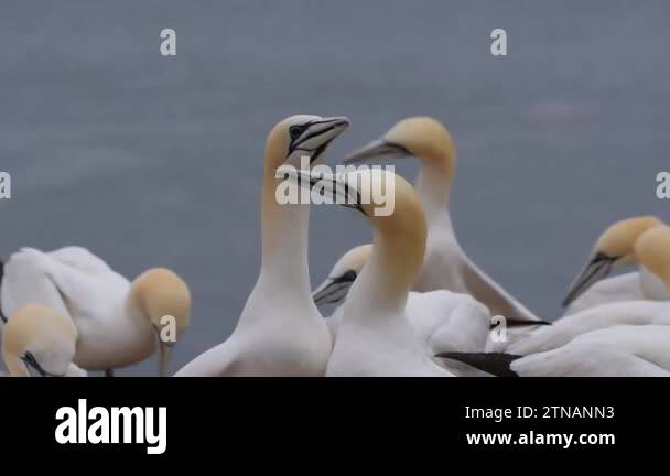 Helgoland germany birds Stock Videos & Footage - HD and 4K Video Clips ...