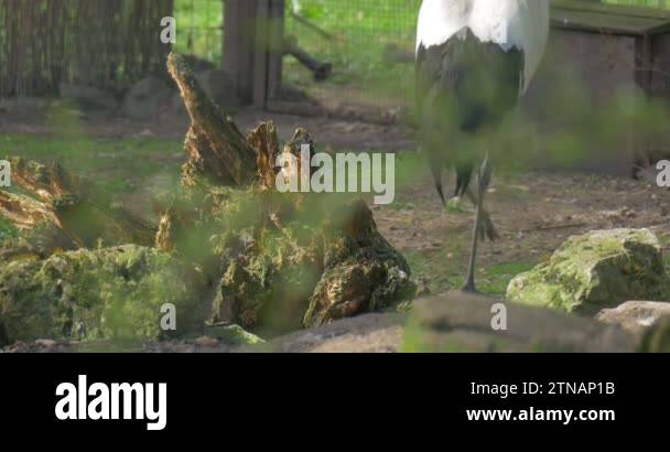Grey crowned crane walking Stock Videos & Footage - HD and 4K Video ...