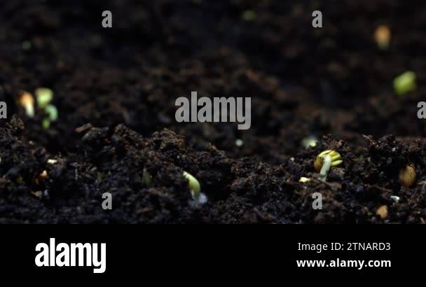 Germination of a sprout from the ground and the appearance of a plant ...