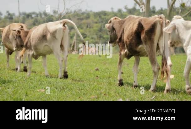 Farm animals in motion Stock Videos & Footage - HD and 4K Video Clips ...