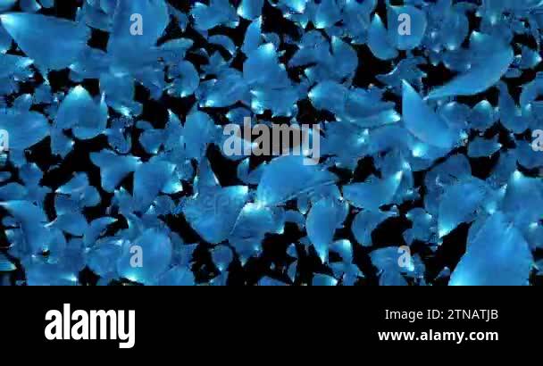 Falling Dark Blue Rose Flower Petals Flying Transition Alpha matte Loop ...