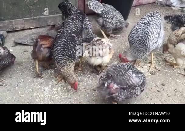 Cross breeds Stock Videos & Footage - HD and 4K Video Clips - Alamy