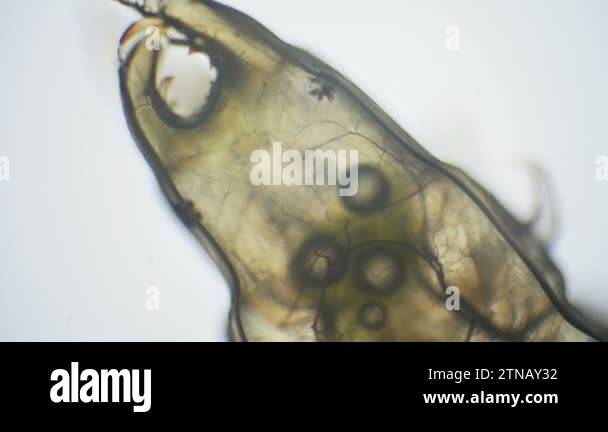 Insect carnivores Stock Videos & Footage - HD and 4K Video Clips - Alamy