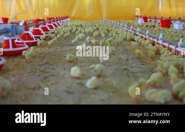 Farm poultry Stock Videos & Footage - HD and 4K Video Clips - Alamy