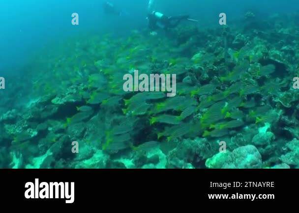 Isla Del Coco, January 4, 2018: Beautiful view of diver and school fish ...