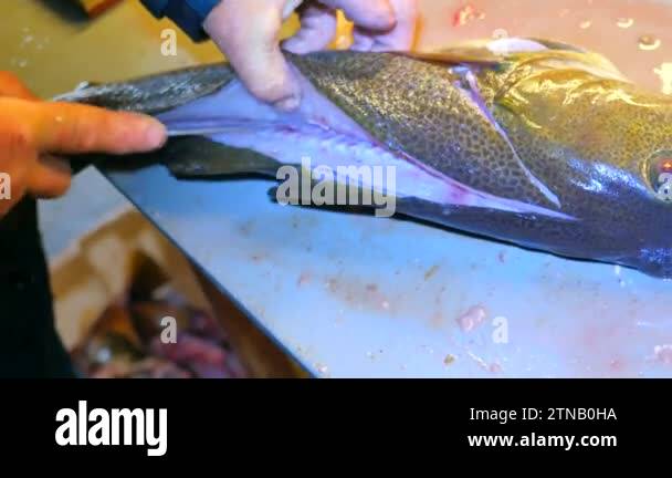 Hands of worker cleaning and filleting fresh caught sea fish in a ...