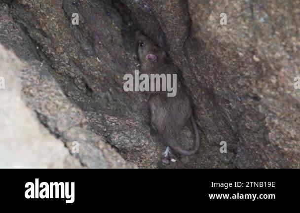 National animal of peru Stock Videos & Footage - HD and 4K Video Clips ...