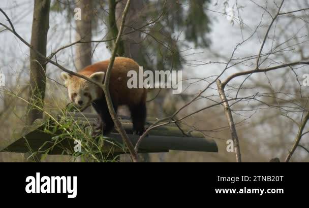 Arboreal red panda Stock Videos & Footage - HD and 4K Video Clips - Alamy
