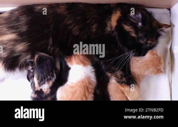 One fluffy tricolor sleeping cat mother and four newborn kittens ...