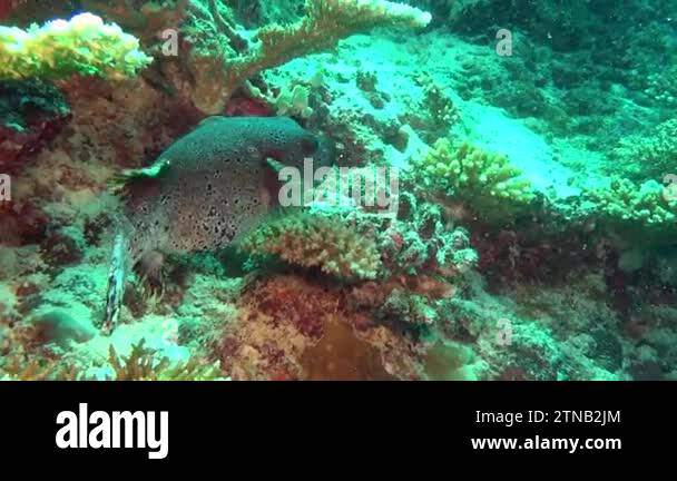 Unique spotted box puffer fish on clear clean seabed underwater of ...