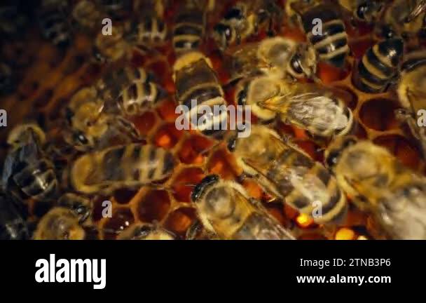 Bees family working on honeycomb in apiary. Life of Carniolan honey bee ...