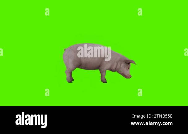3d render green screen chroma key animation isolated The cute pigs ...
