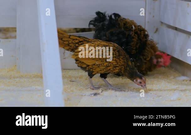 Curly hen Stock Videos & Footage - HD and 4K Video Clips - Alamy