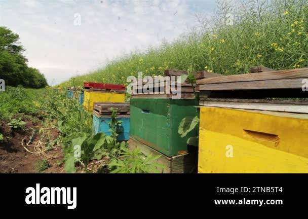 Beehives at a canola field Stock Videos & Footage - HD and 4K Video ...