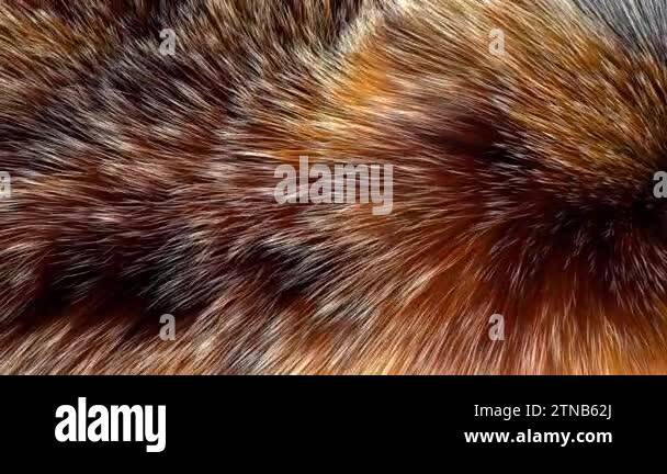 Red fox fur texture cloth Stock Videos & Footage - HD and 4K Video ...