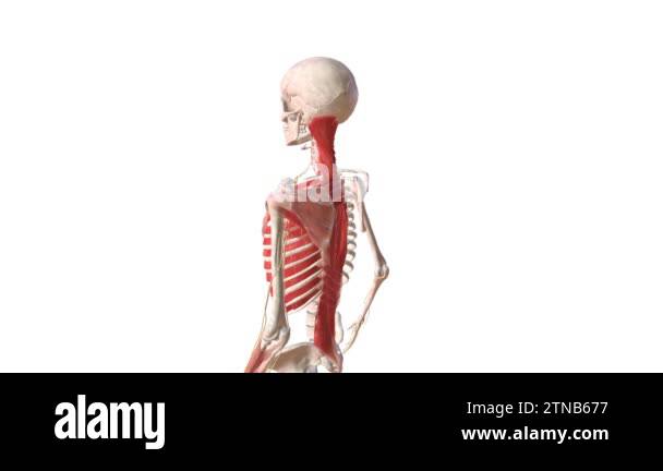 The human skeletal system and the nervous system in the left arm Stock ...