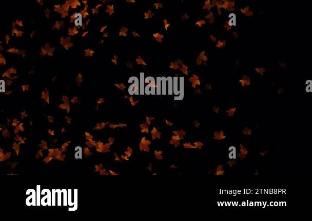 Witness the Hypnotic Animation of Floating Maple Leaves. Create a ...