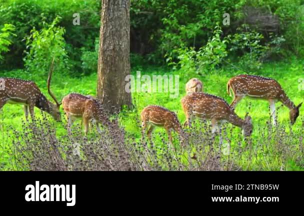 Native kerala Stock Videos & Footage - HD and 4K Video Clips - Alamy