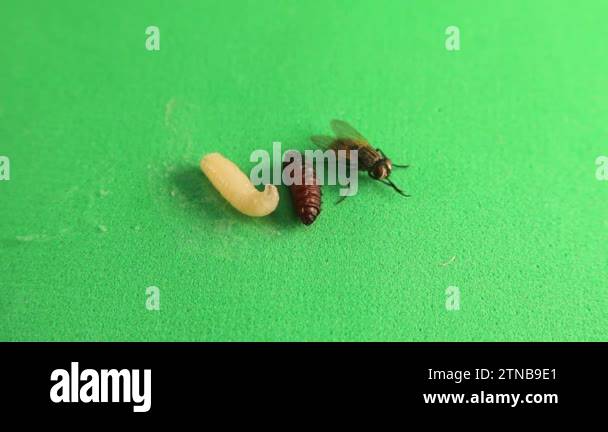Housefly life cycle: Larva, pupa and, adult housefly isolated on a ...
