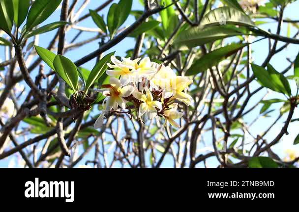 Flora of tonga Stock Videos & Footage - HD and 4K Video Clips - Alamy