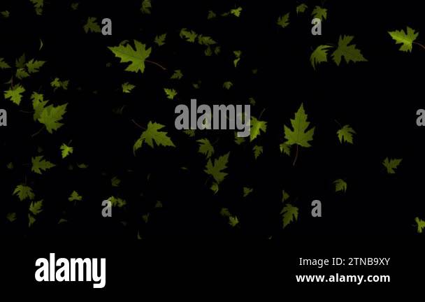 Animation of Floating Maple Leaves: Create a romantic atmosphere in ...