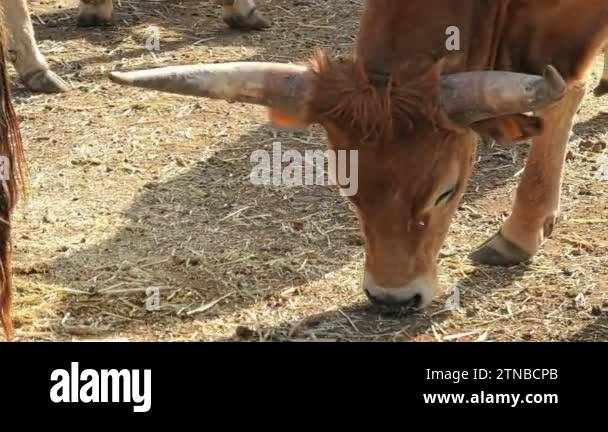 close-up on Longhorn beef cattle feed well and adapt to different ...