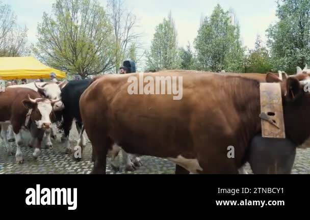 alpine cows. farming. breeding alpine cows. Well-fed, well-groomed alpine cows, bulls and calves ...