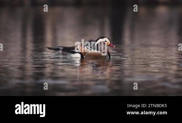 Mandarin fish lake Stock Videos & Footage - HD and 4K Video Clips - Alamy