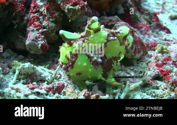 Green anglerfish serves as captivating example of underwater wonders ...