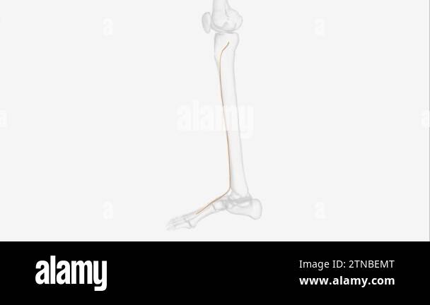 The deep fibular nerve (deep peroneal nerve) is a nerve of the leg. It ...