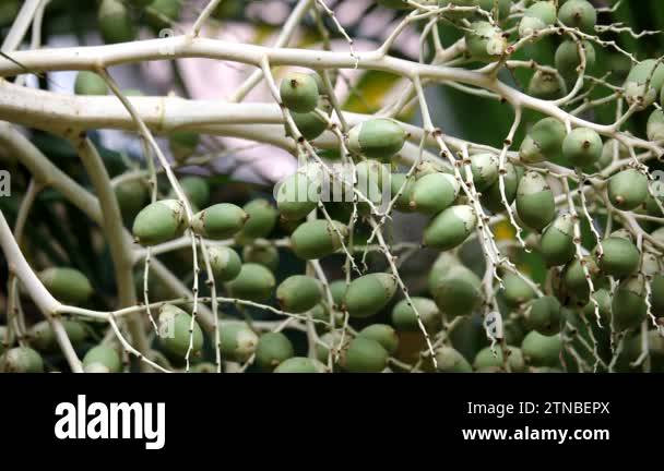 Tree seed Stock Videos & Footage - HD and 4K Video Clips - Alamy