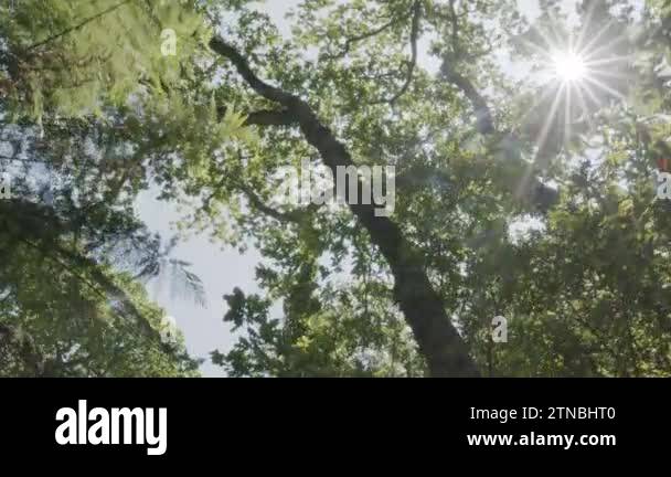 Upward view of the treetops in a dense summer forest with sunbeams ...