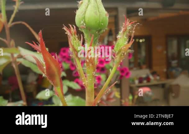 The stalk of a rose with unopened buds sways in the wind. Unopened ...