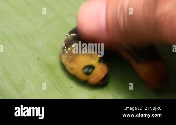 Devil worm Stock Videos & Footage - HD and 4K Video Clips - Alamy