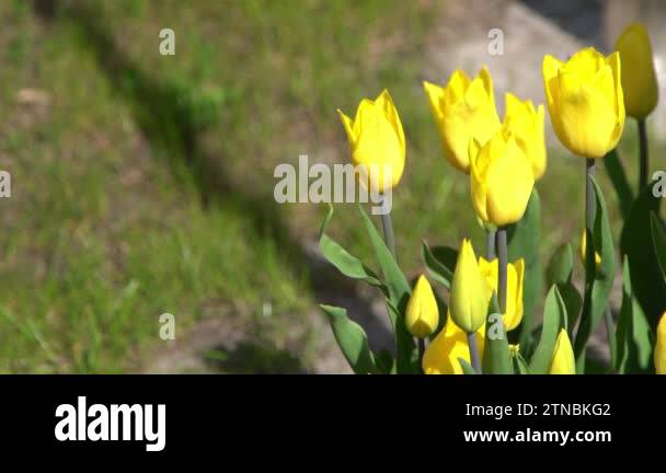 Yellow tulips bloom in spring. Blur bokeh. Tulip flower nature. Floral background. Botanical ...