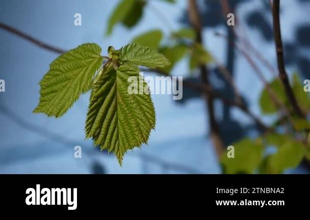 Brunch of hazel tree in the forest macro. Static camera Stock Video ...