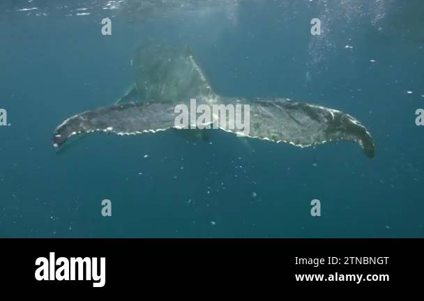 Humpback whales underwater of Pacific Ocean. Giant animal Megaptera ...