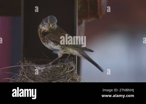 Female fieldfare Stock Videos & Footage - HD and 4K Video Clips - Alamy