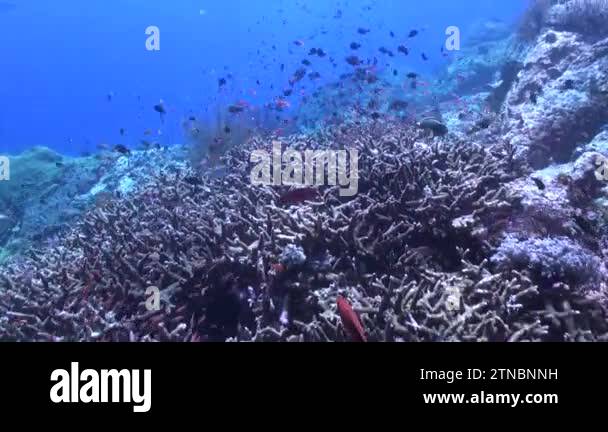 Marvelous view: school of yellow-finned fish on underwater reef ...
