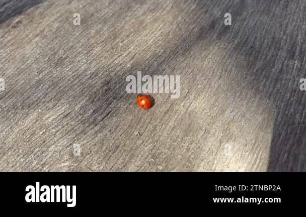 Tipped over table Stock Videos & Footage - HD and 4K Video Clips - Alamy