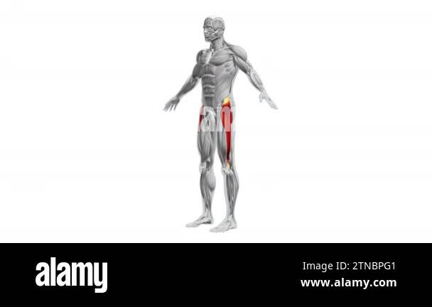 Anatomy of the Tensor Fasciae Latae Muscles Stock Video Footage - Alamy