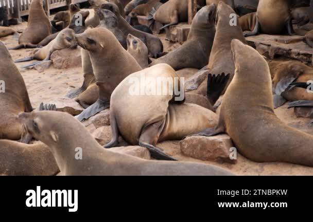 Colony of Seals in the Cape Cross Nature Reserve in the Skeleton Coast ...