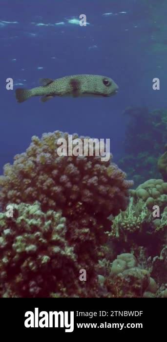 Vertical video, Hedgehog swims next to reef in evening time, slow ...