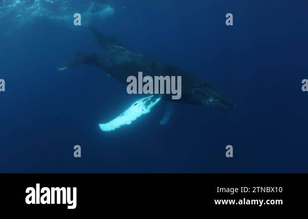 Humpback whales underwater of Pacific Ocean. Giant animal Megaptera ...