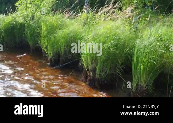 Sunny shore of Lake Lososinnoye. Taiga ecosystem. Reed sedge grow on ...