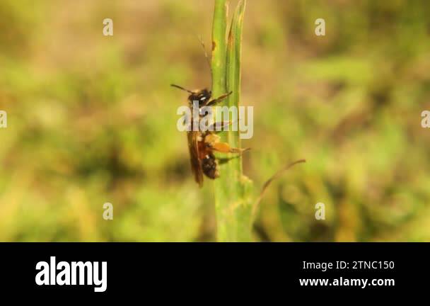 Weeds and insect Stock Videos & Footage - HD and 4K Video Clips - Alamy