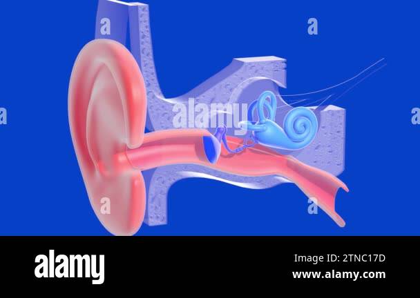 Anatomy of the snail Stock Videos & Footage - HD and 4K Video Clips - Alamy