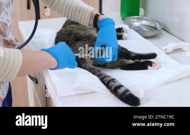 the veterinarian gives the cat an analgesic injection in the testicles ...